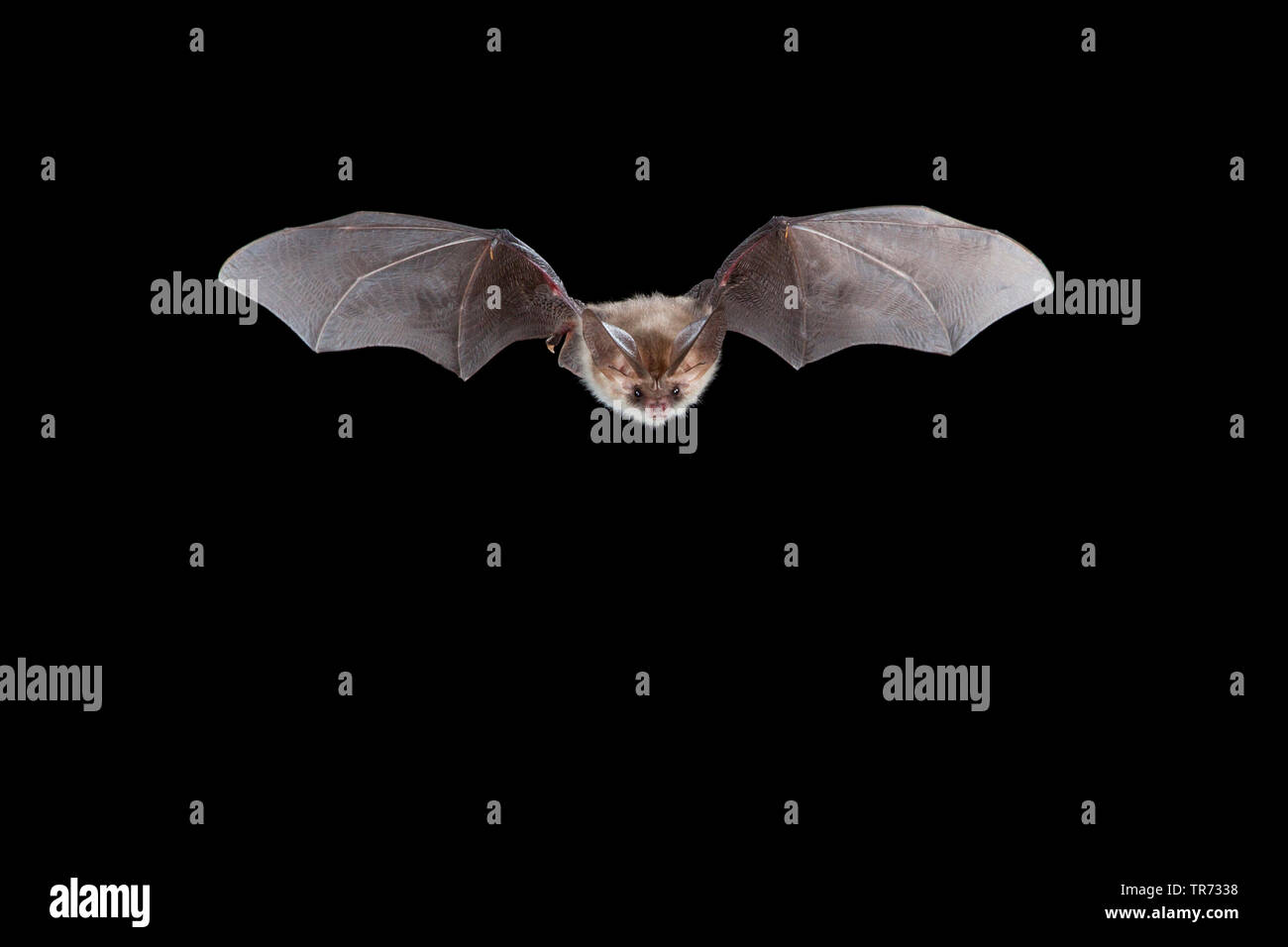 brown long-eared bat, common long-eared bat (Plecotus auritus), flying ...