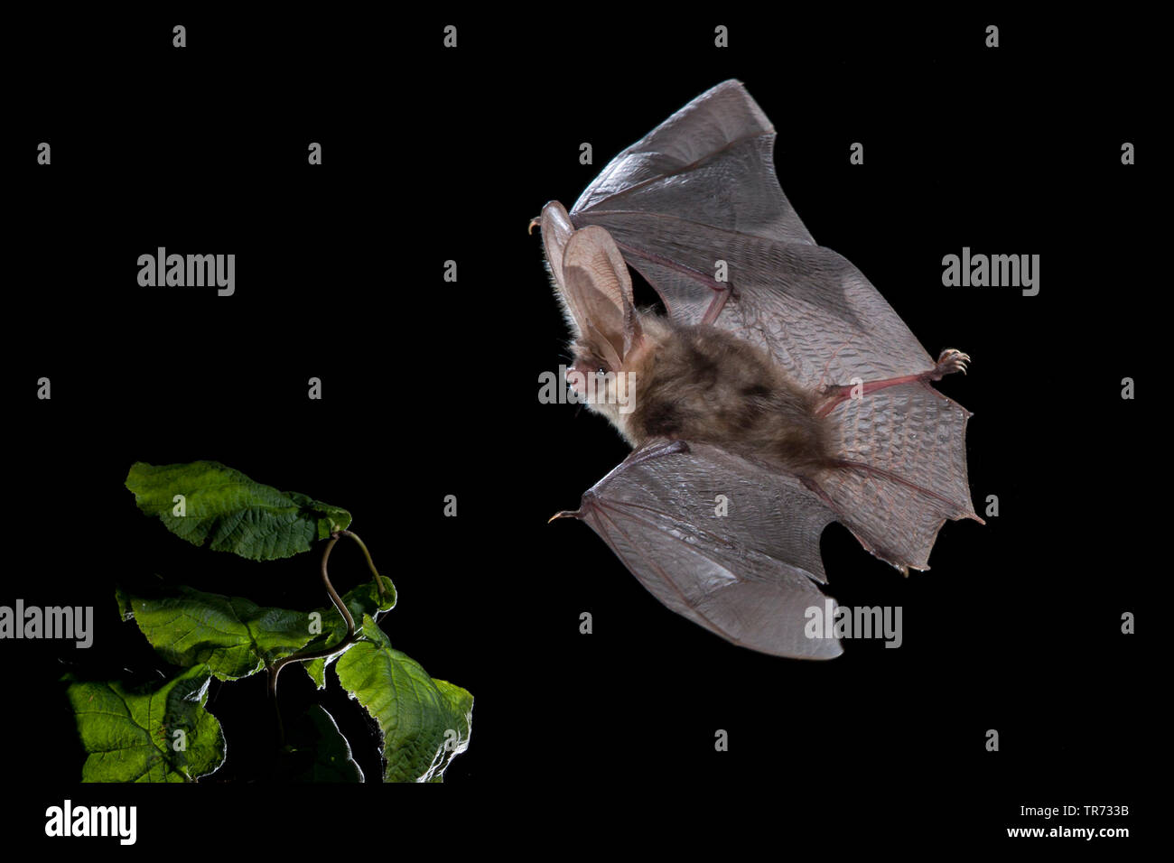 Common long eared bat hi-res stock photography and images - Alamy