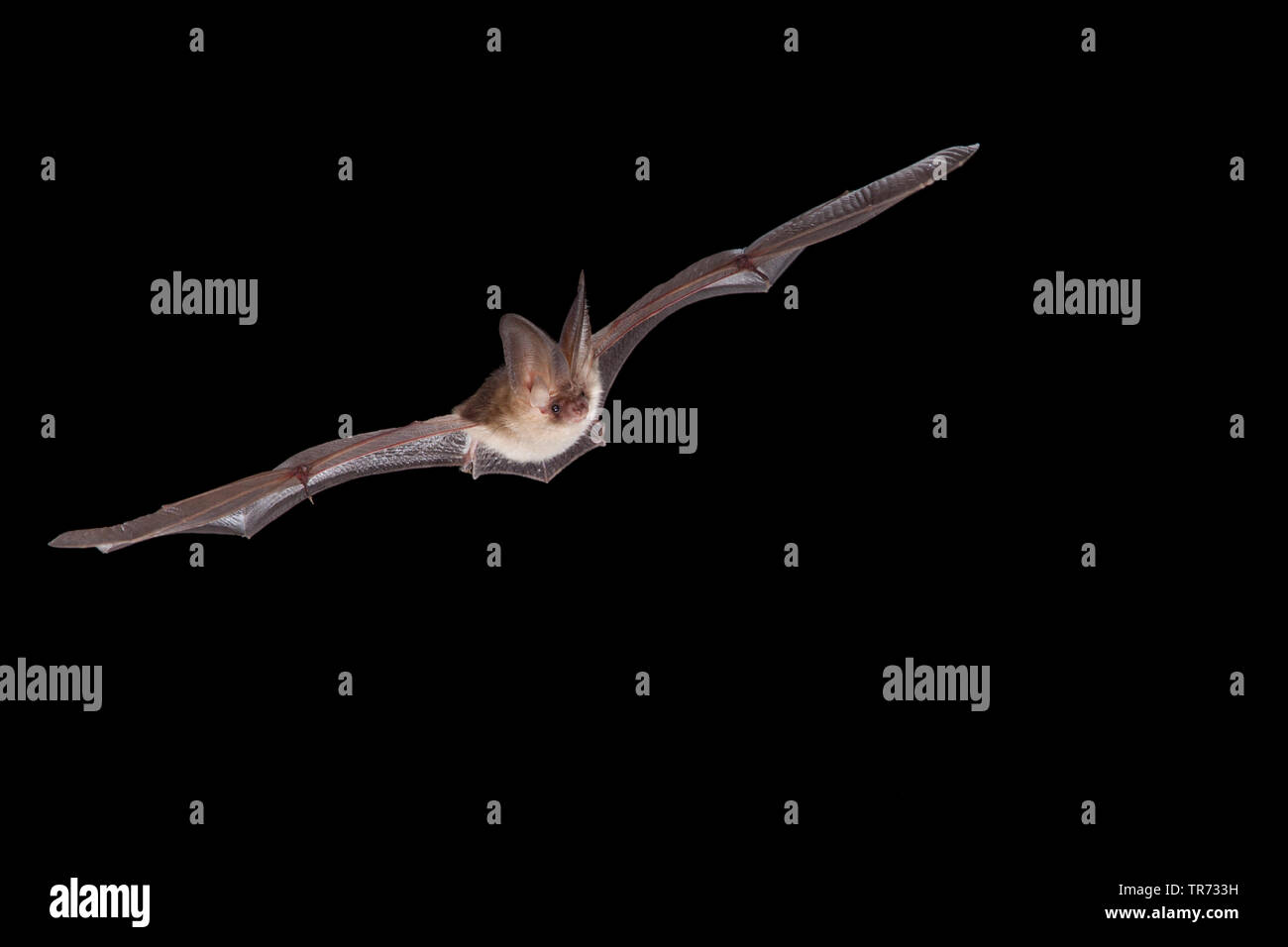 brown long-eared bat, common long-eared bat (Plecotus auritus), flying ...
