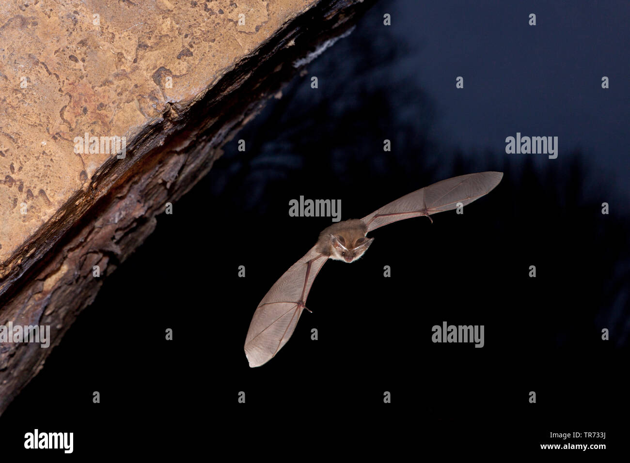 brown long-eared bat, common long-eared bat (Plecotus auritus), flying ...