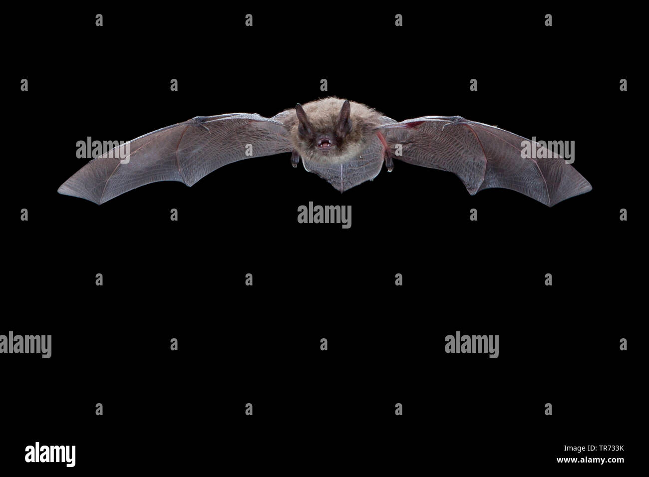 Whiskered bat (Myotis mystacinus), flying at night, Netherlands Stock ...