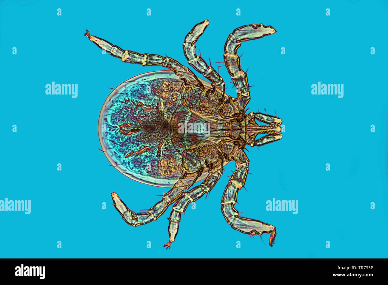 Deer Tick Under Microscope