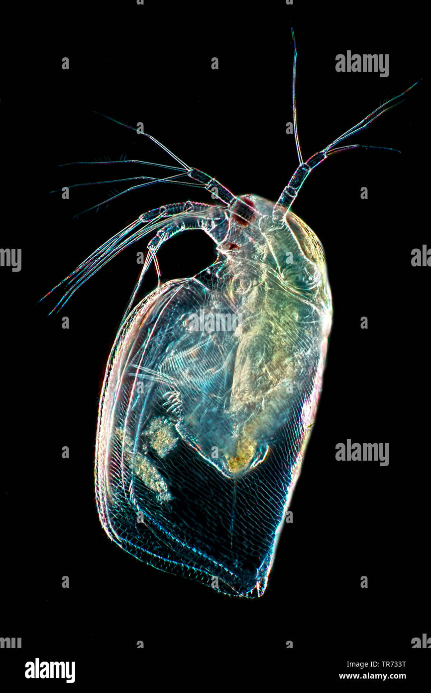 common water flea (Daphnia pulex), bright-field microscopy with ...