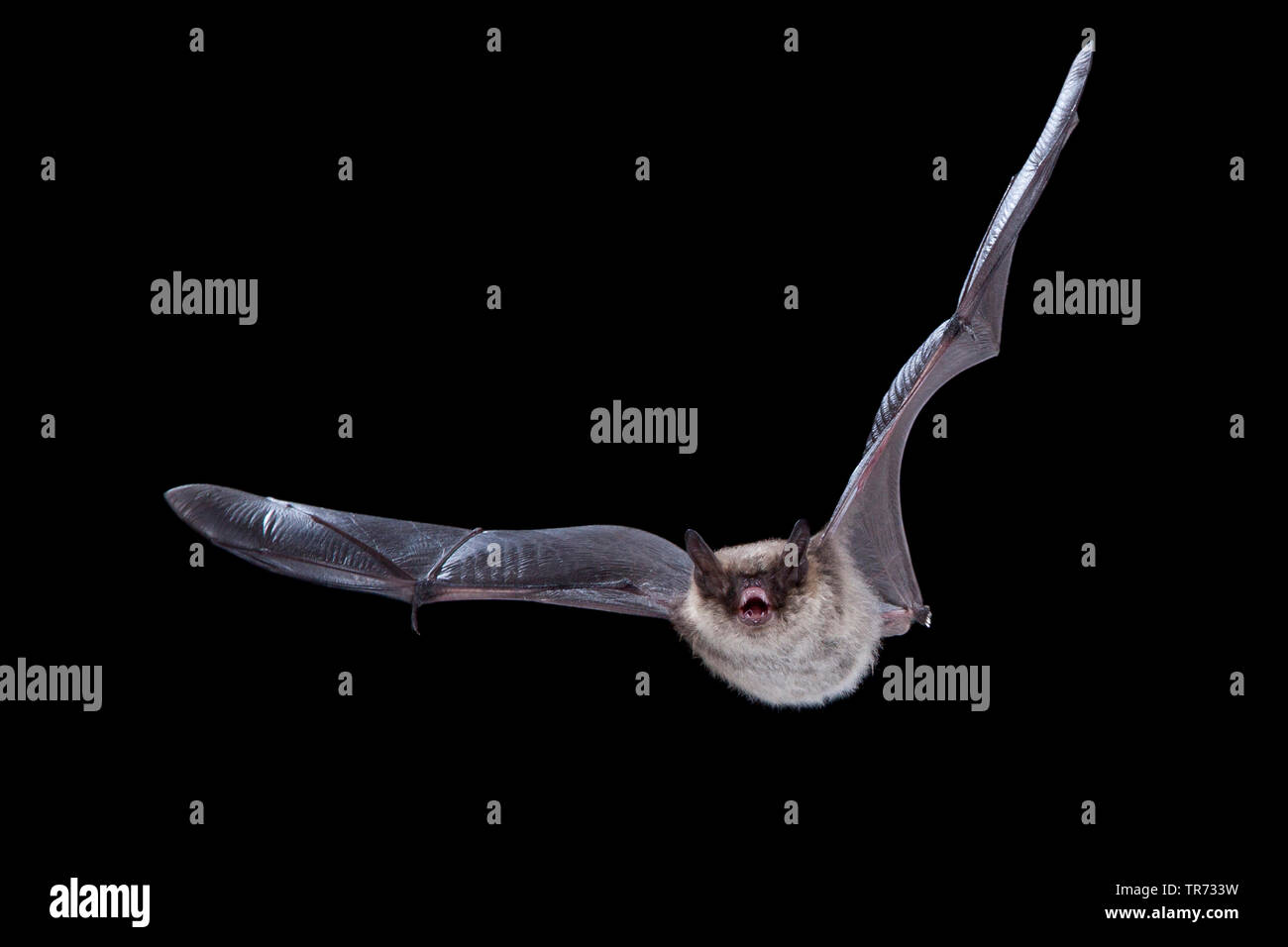 Whiskered bat (Myotis mystacinus), flying at night, Netherlands Stock ...