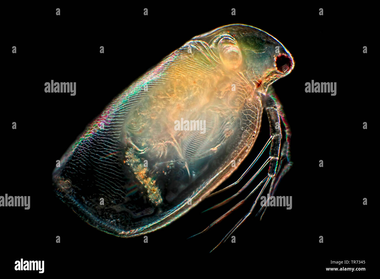 common water flea (Daphnia pulex), dark-field microscopy with ...