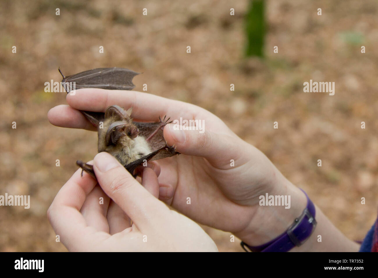brown long-eared bat, common long-eared bat (Plecotus auritus), bat ...
