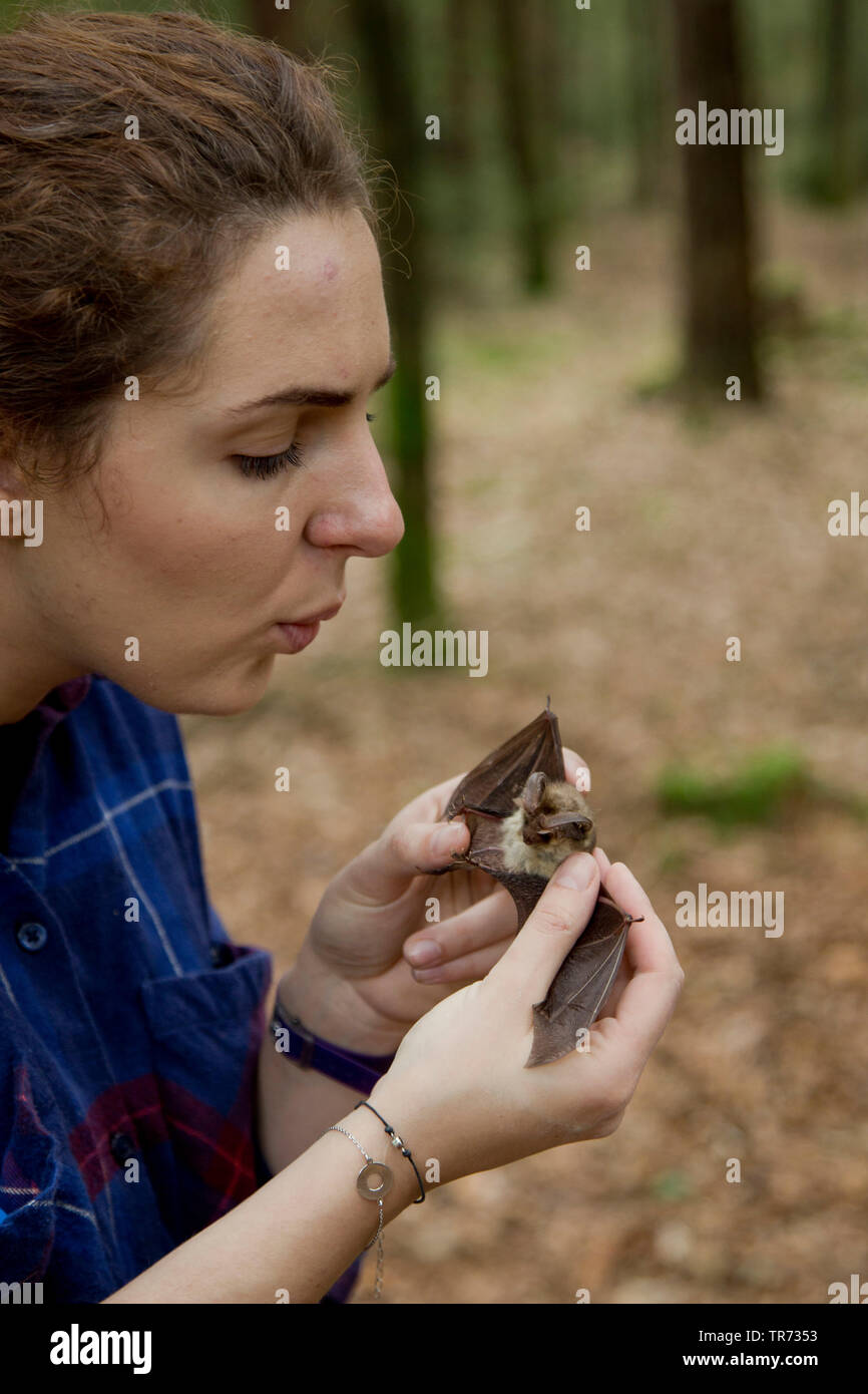 brown long-eared bat, common long-eared bat (Plecotus auritus), bat ...