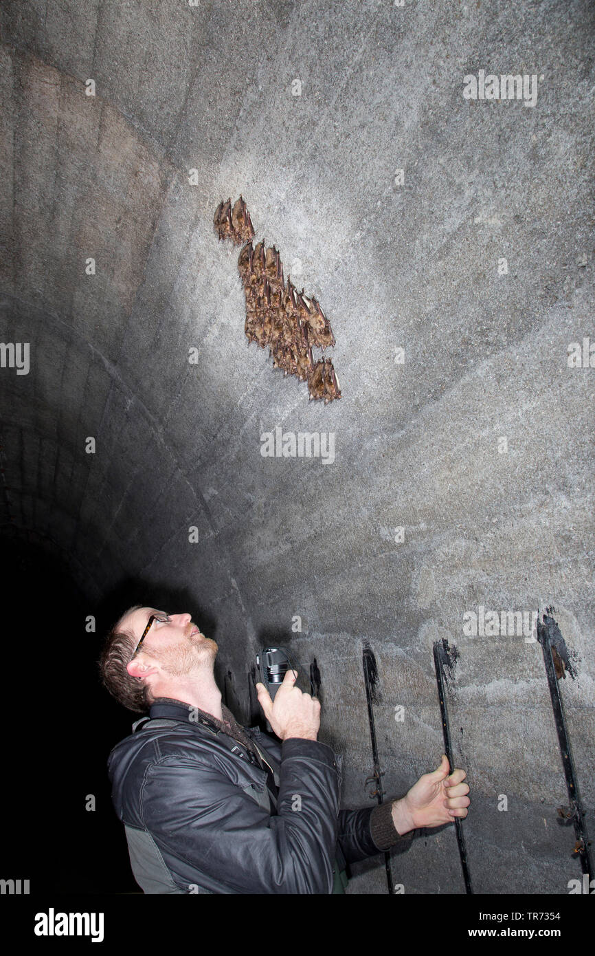 Greater Mouse-eared bat, Large Mouse-Eared Bat (Myotis myotis), in ...