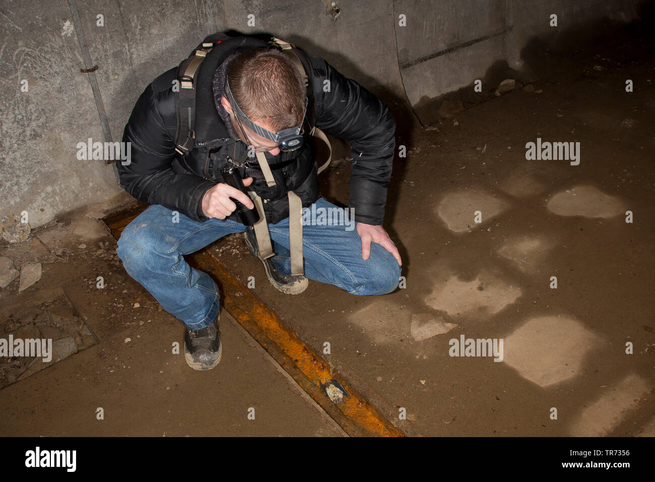 Greater Mouse-eared bat, Large Mouse-Eared Bat (Myotis myotis), dead ...