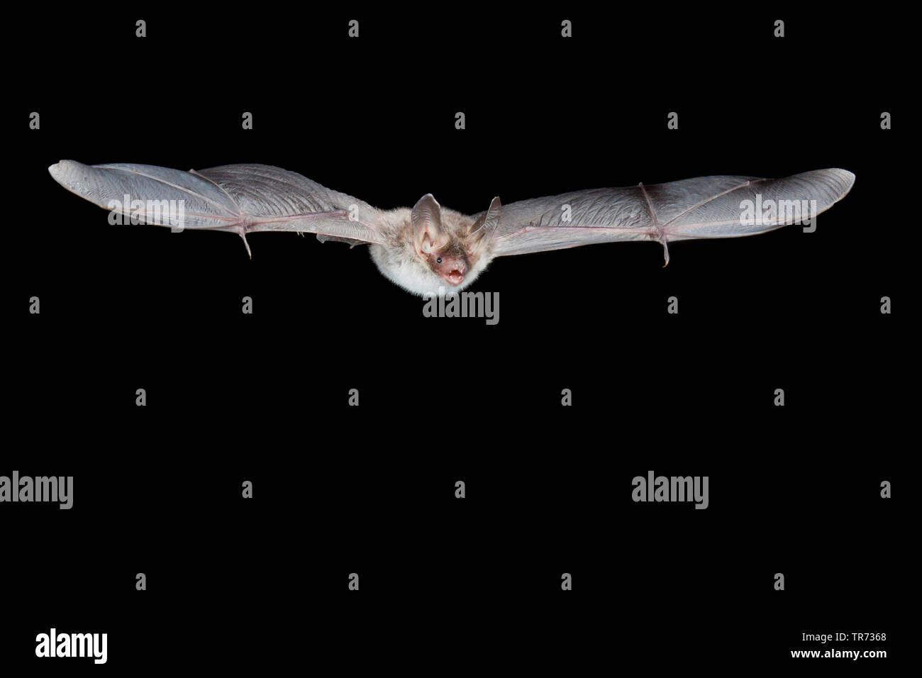 Bechstein's bat flight hi-res stock photography and images - Alamy