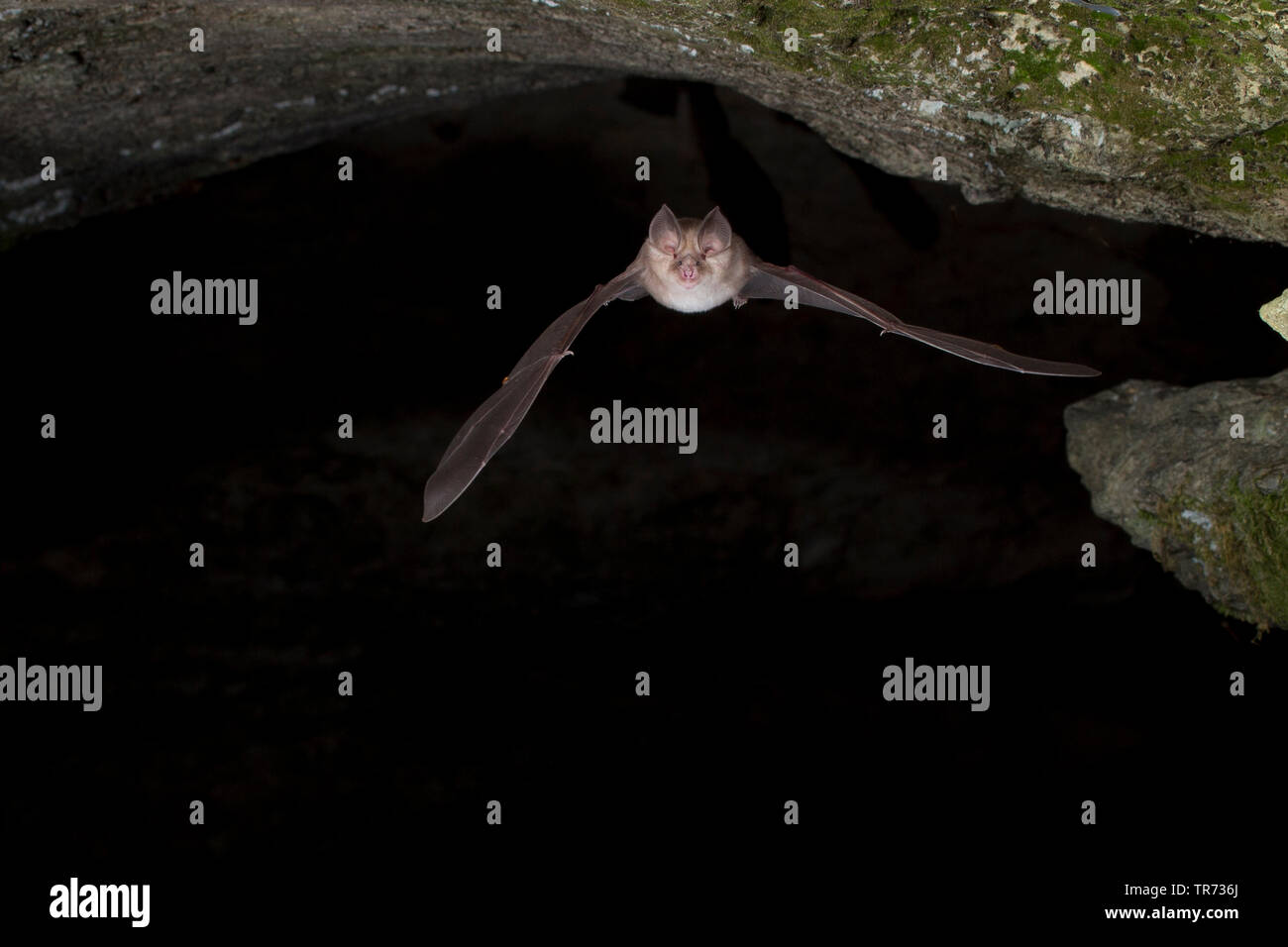 Bulgarian caves hi-res stock photography and images - Alamy