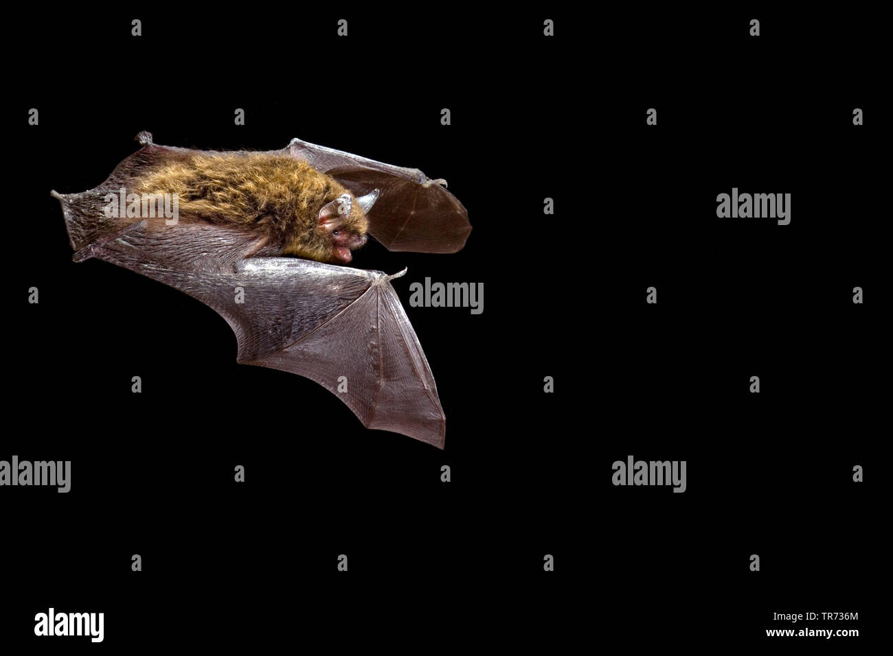 Brandt's bat (Myotis brandti, Myotis brandtii), flying at night, France ...