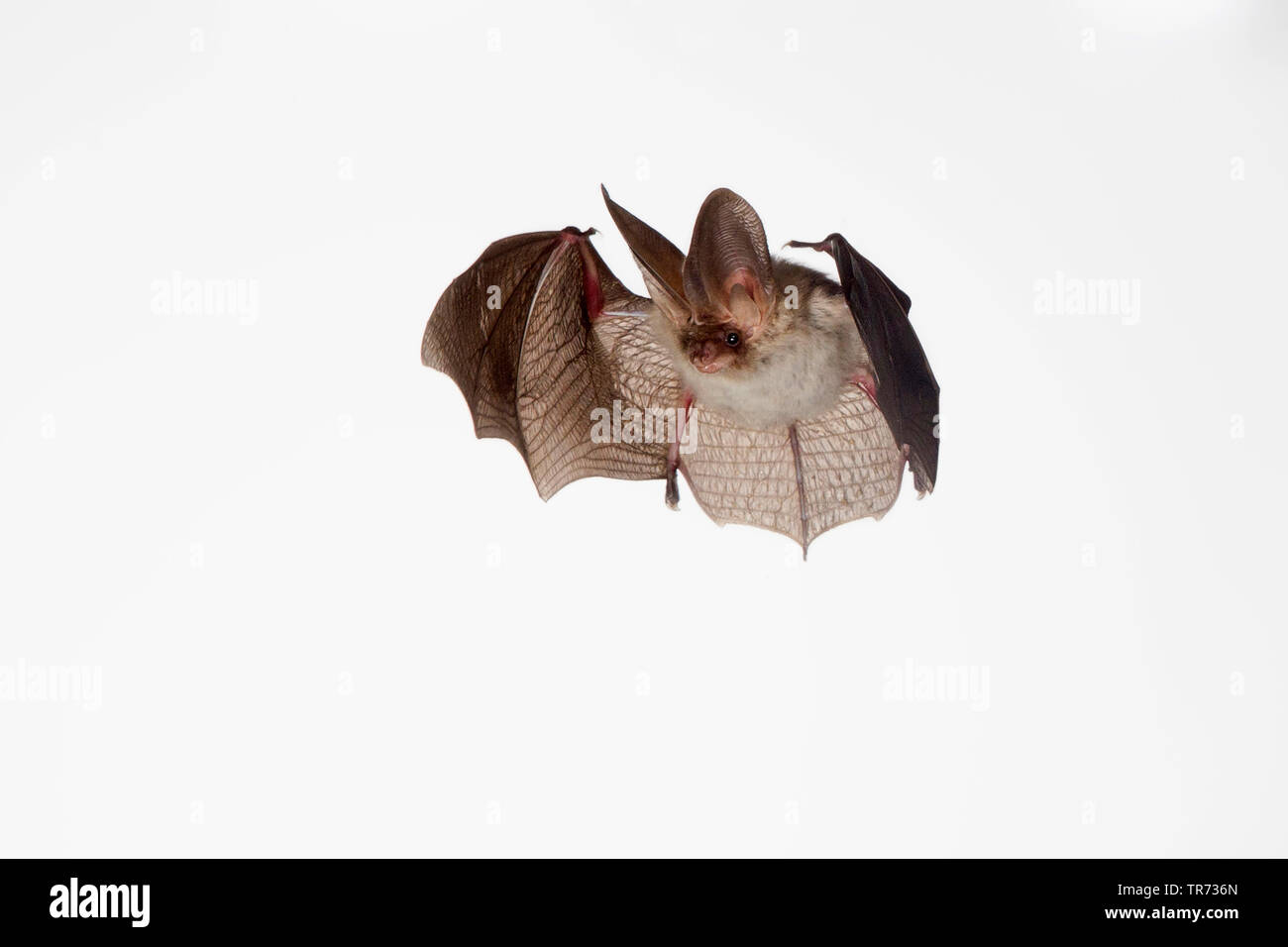 brown long-eared bat, common long-eared bat (Plecotus auritus), flying ...