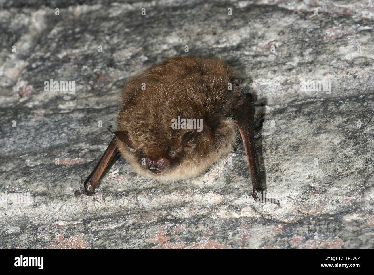 Brandt's bat (Myotis brandti, Myotis brandtii), hanging on a wall ...