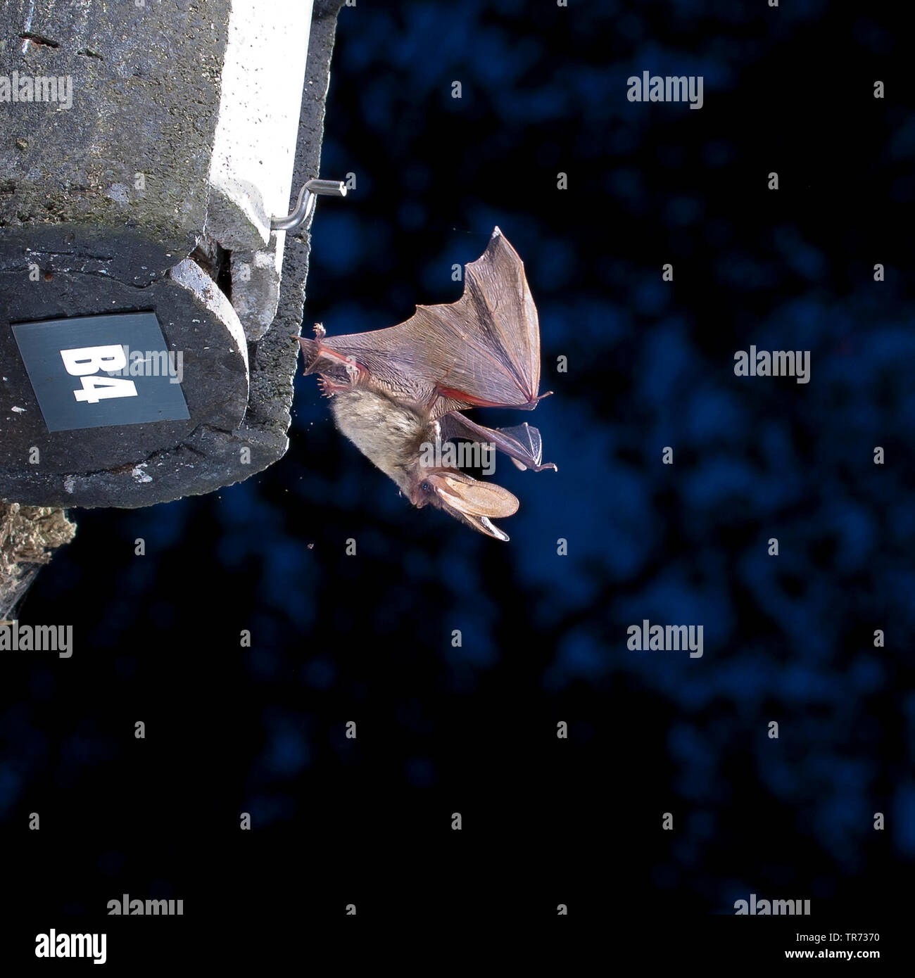 brown long-eared bat, common long-eared bat (Plecotus auritus), flying ...