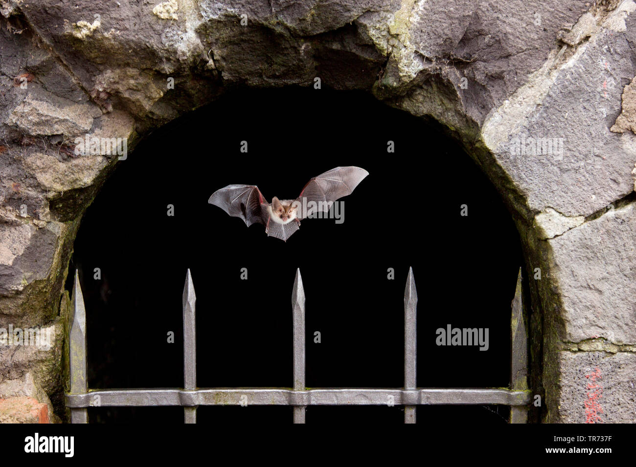 Long eared bats in flight hi-res stock photography and images - Alamy