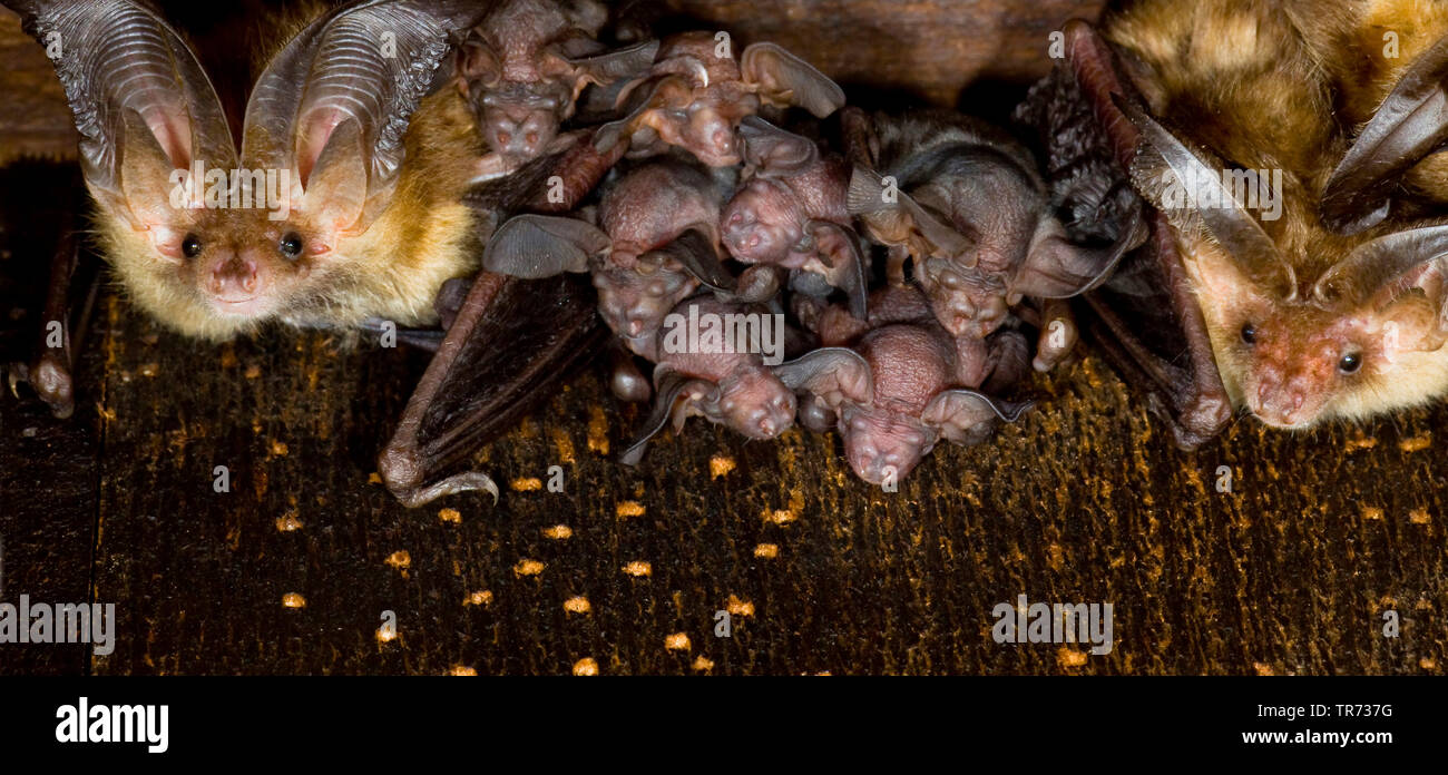 Brown Bat High Resolution Stock Photography and Images - Alamy