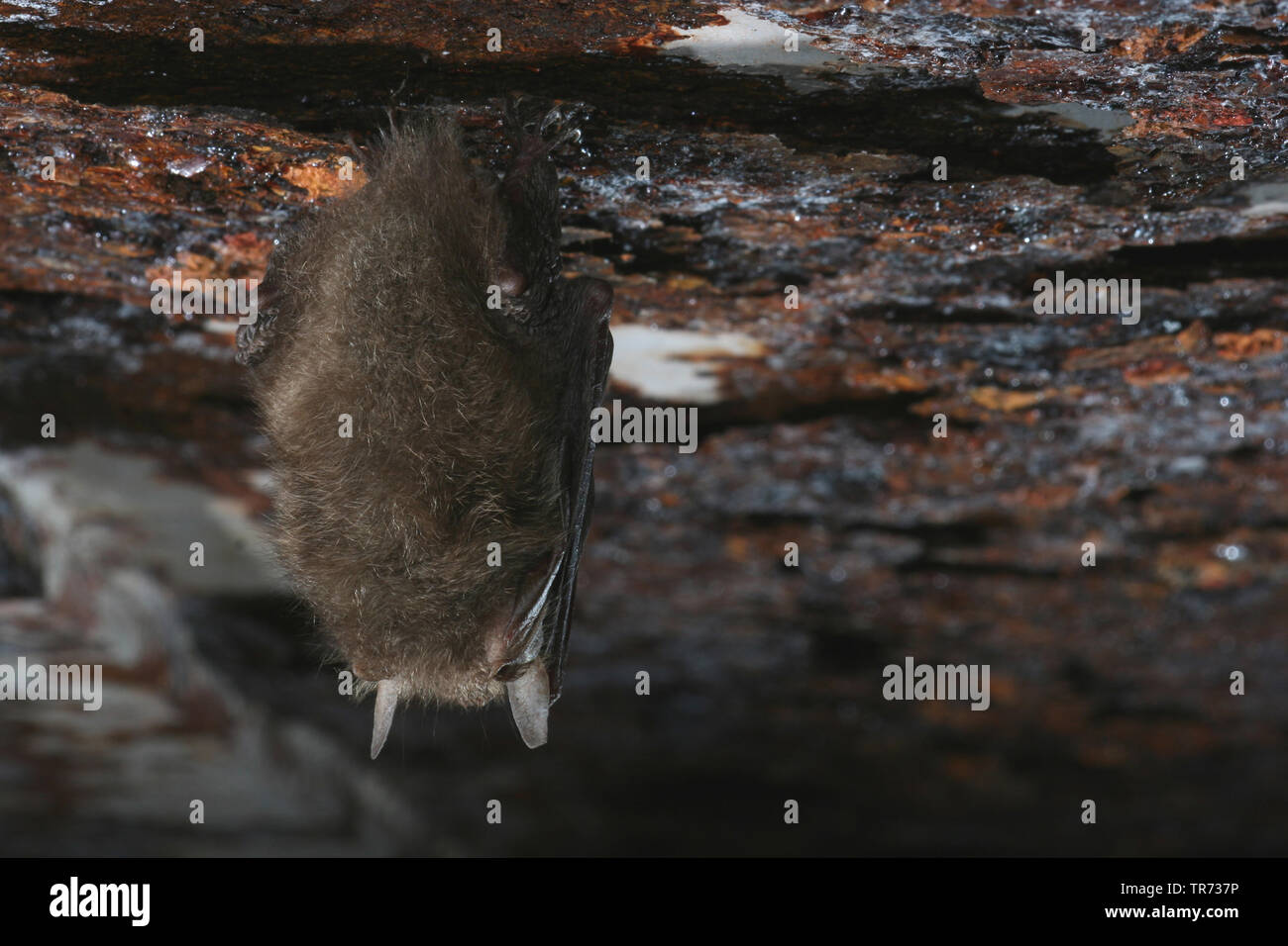 brown long-eared bat, common long-eared bat (Plecotus auritus), hanging ...