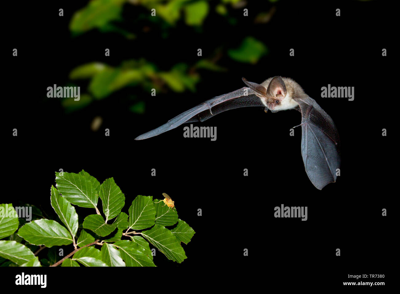 brown long-eared bat, common long-eared bat (Plecotus auritus), flying ...