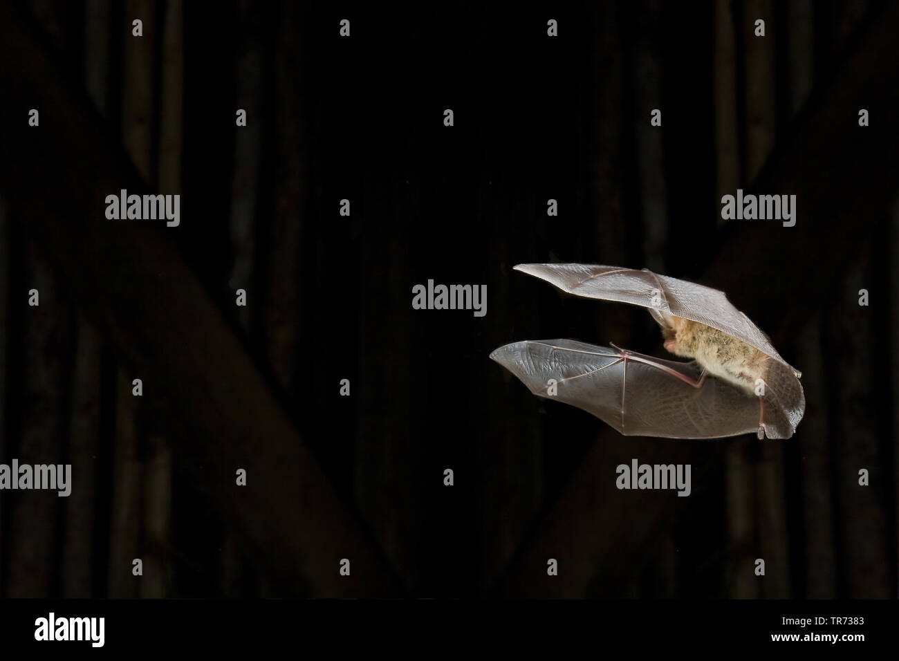 brown long-eared bat, common long-eared bat (Plecotus auritus), flying ...