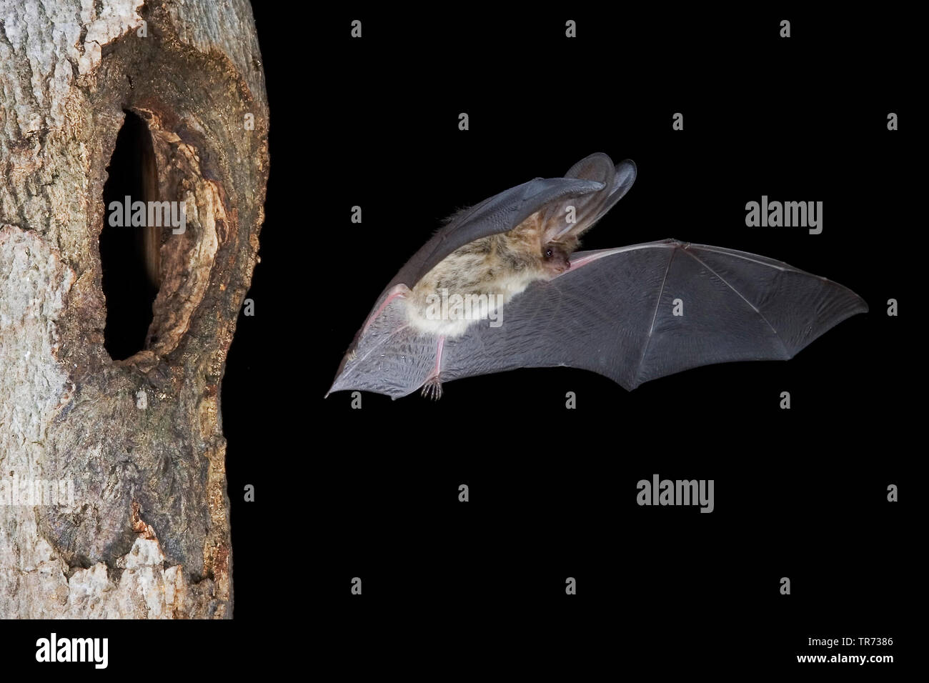 Bat night flying tree hi-res stock photography and images - Alamy