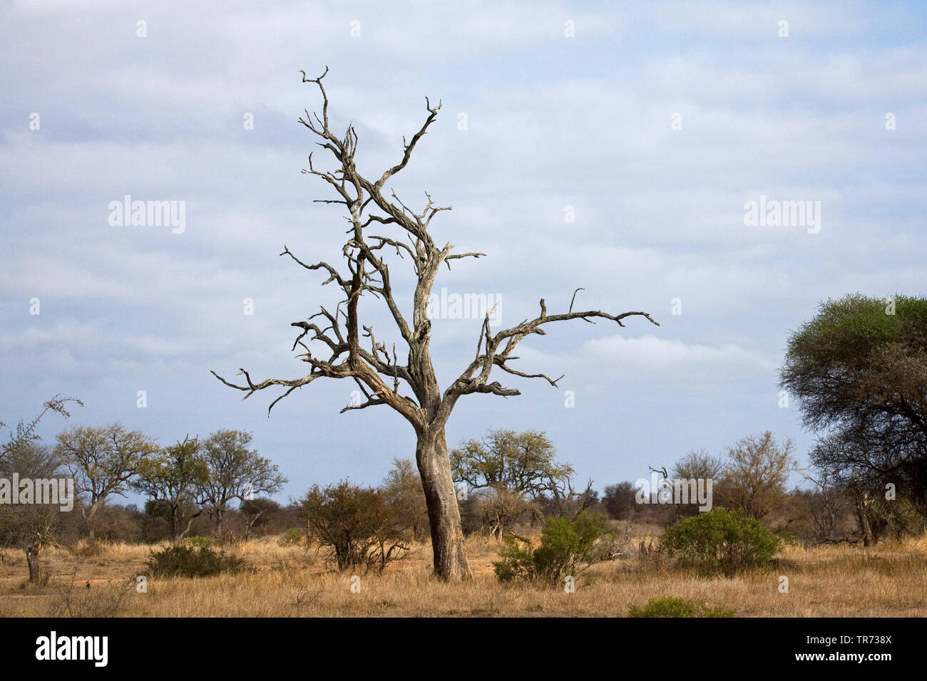 African savannah landscape tree hi-res stock photography and images - Alamy