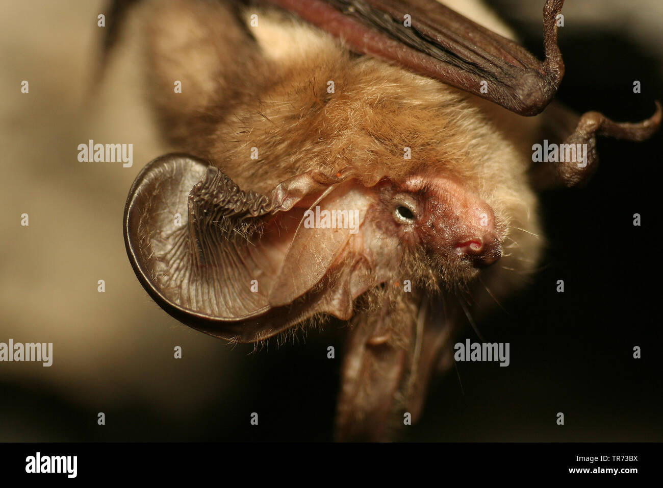 Long eared brown bat hi-res stock photography and images - Alamy