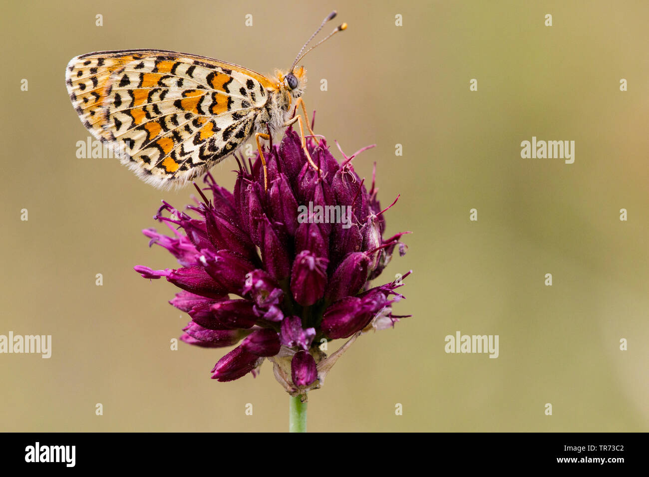 Lesser Spotted Fritillary (Melitaea trivia), on Allium, Hungary, Buekk ...