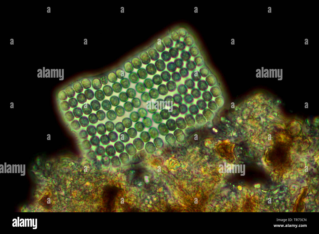 Cyanobacteria microscope hi-res stock photography and images - Alamy