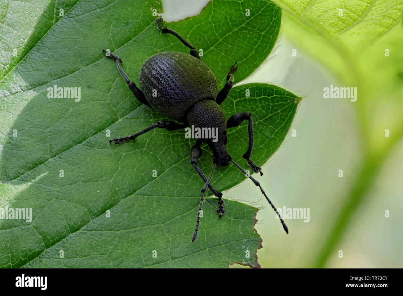 True weevil curculionidae hi-res stock photography and images - Alamy
