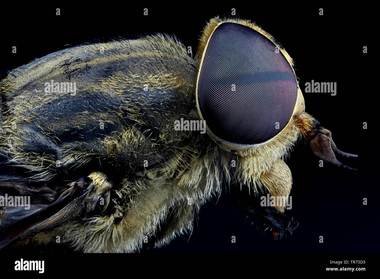 Macro fly head hi-res stock photography and images - Alamy