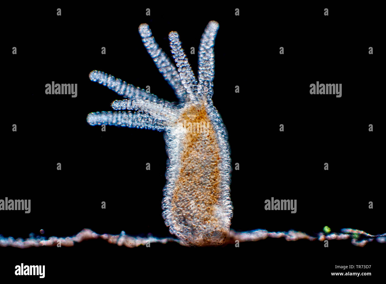 Hydra Biology Microscope