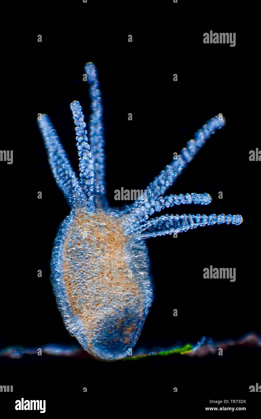 Hydra microscope hi-res stock photography and images - Alamy