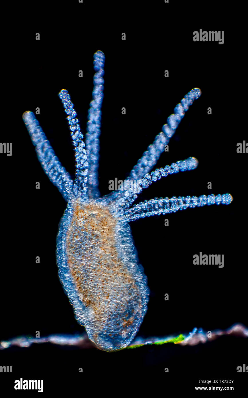 Hydra Biology Microscope