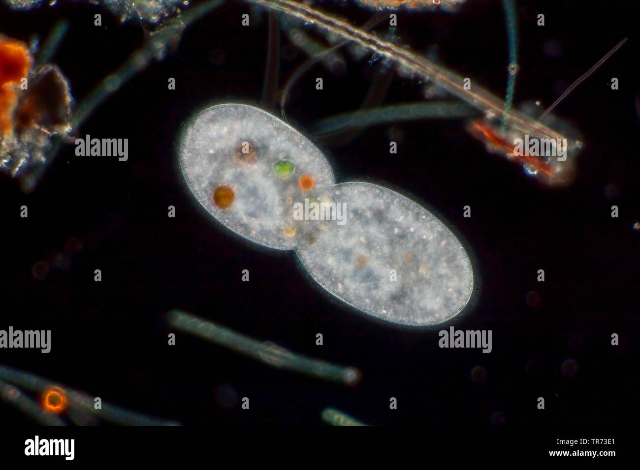 Animal cell and microscope hi-res stock photography and images - Alamy