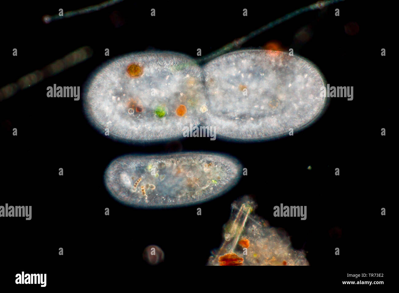 Ciliates cell division hi-res stock photography and images - Alamy