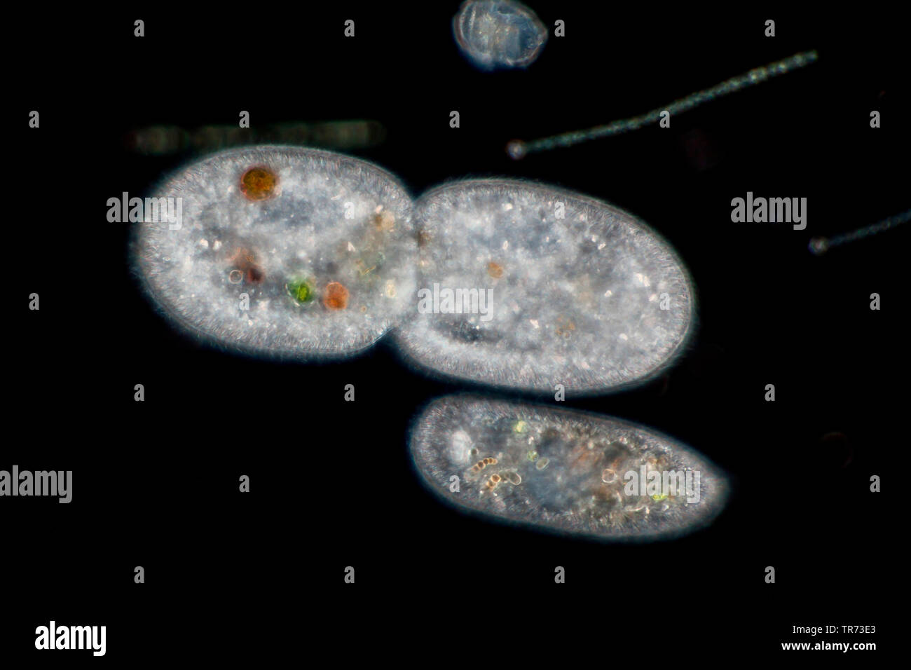 Animal cell light microscope hi-res stock photography and images - Alamy