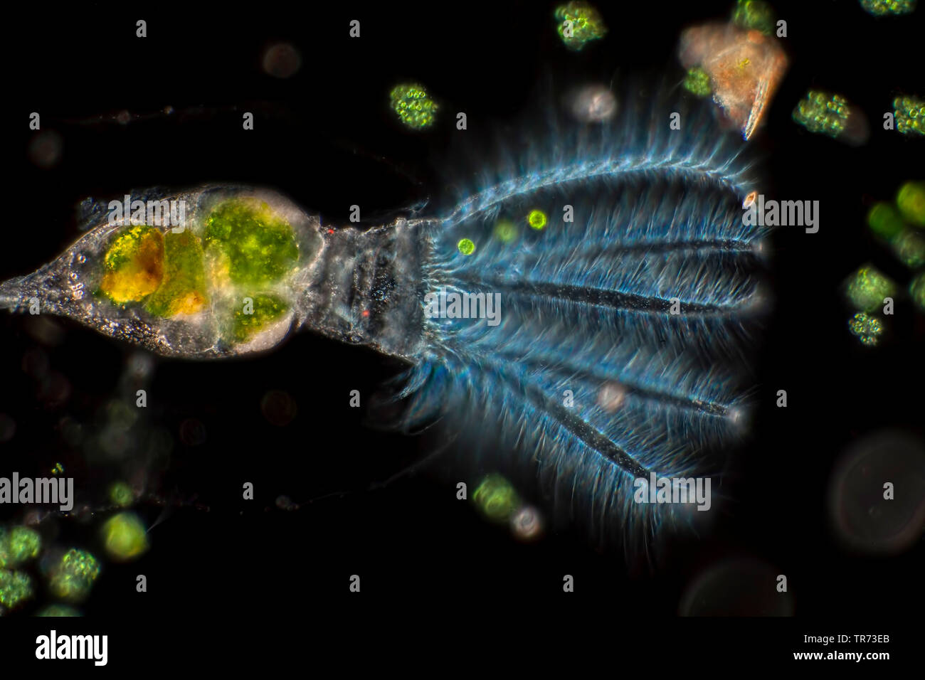 rotifer (Stephanoceros fimbriatus), rotifer in darkfield, Germany Stock ...