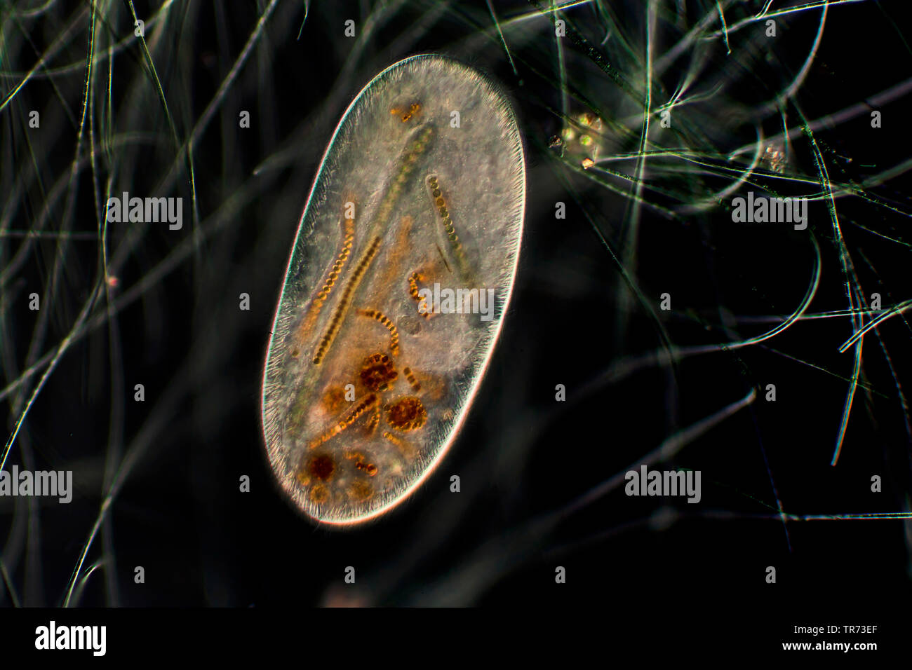 Microorganisms food hi-res stock photography and images - Alamy