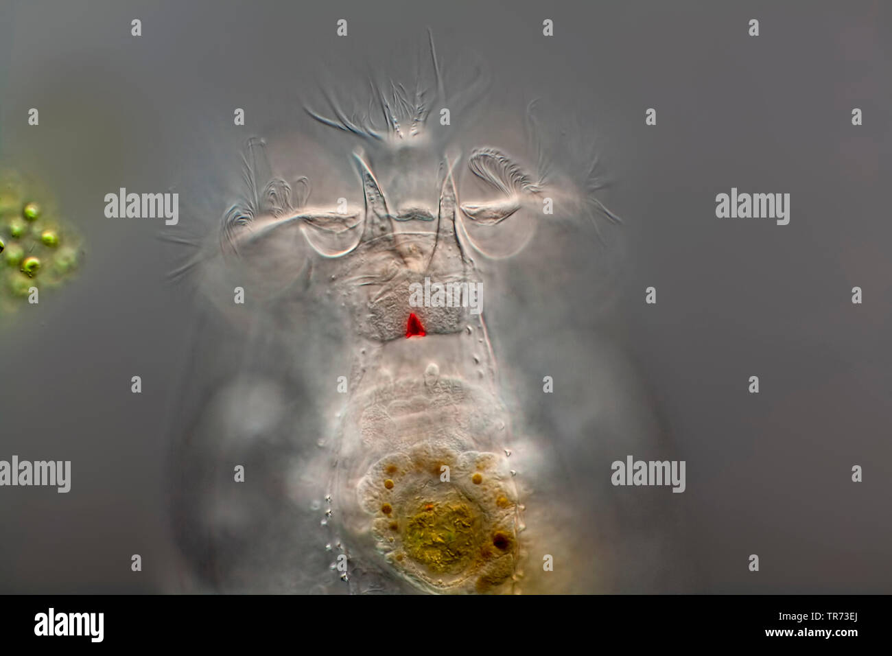 rotifers (Brachionus), rotifer in Nomarski Interference Contrast ...
