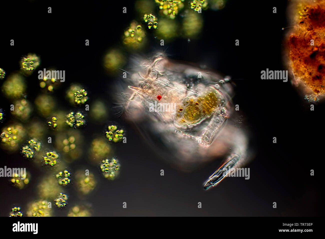 rotifers (Brachionus), eating, darkfield, Germany Stock Photo - Alamy