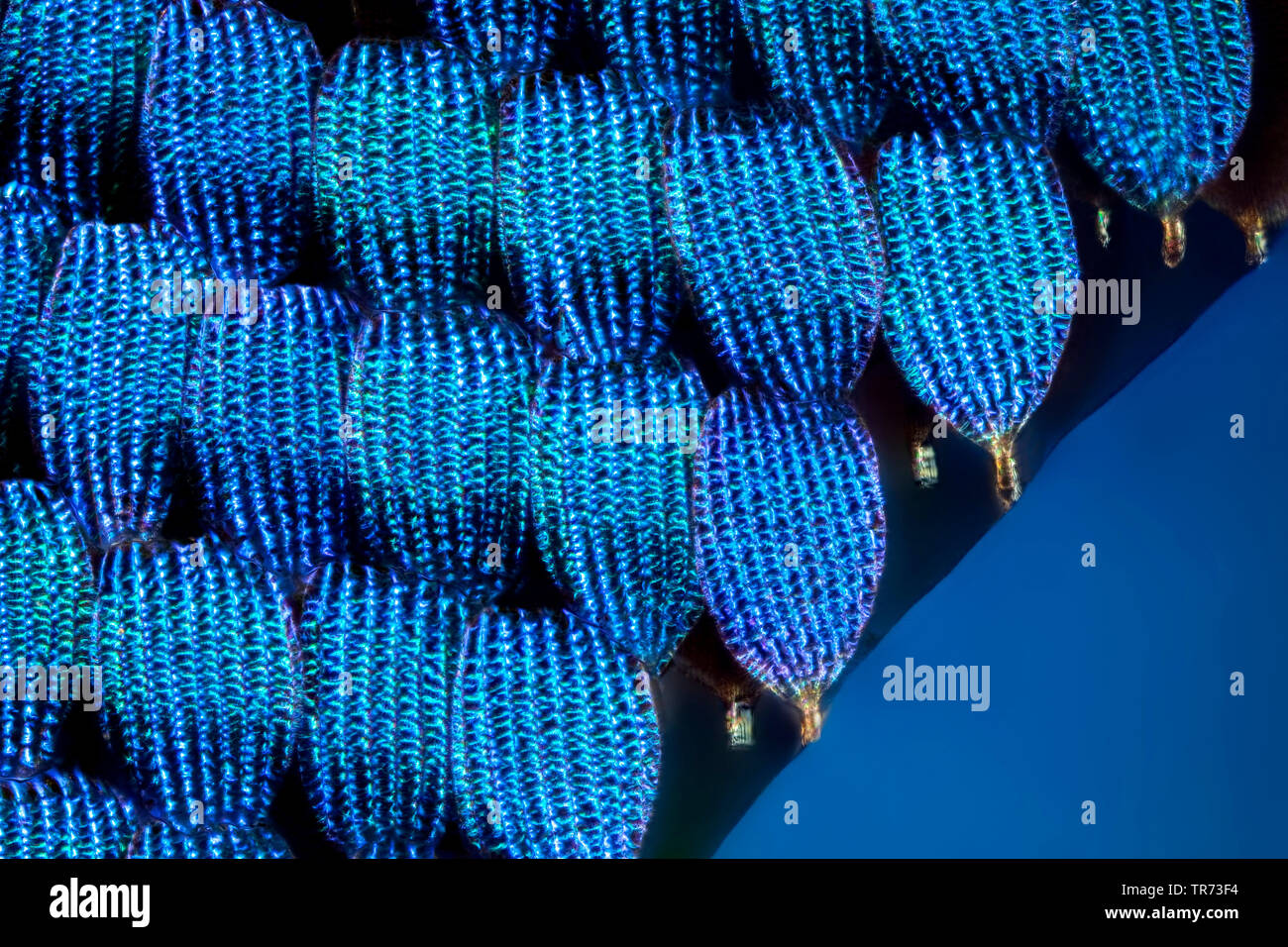 wing scales in darkfield Stock Photo - Alamy