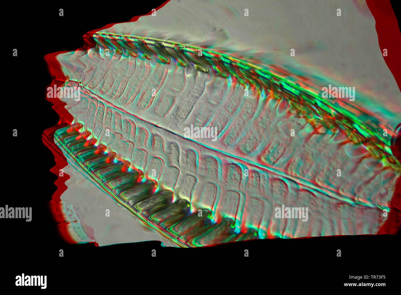 Diatomeae hi-res stock photography and images - Alamy