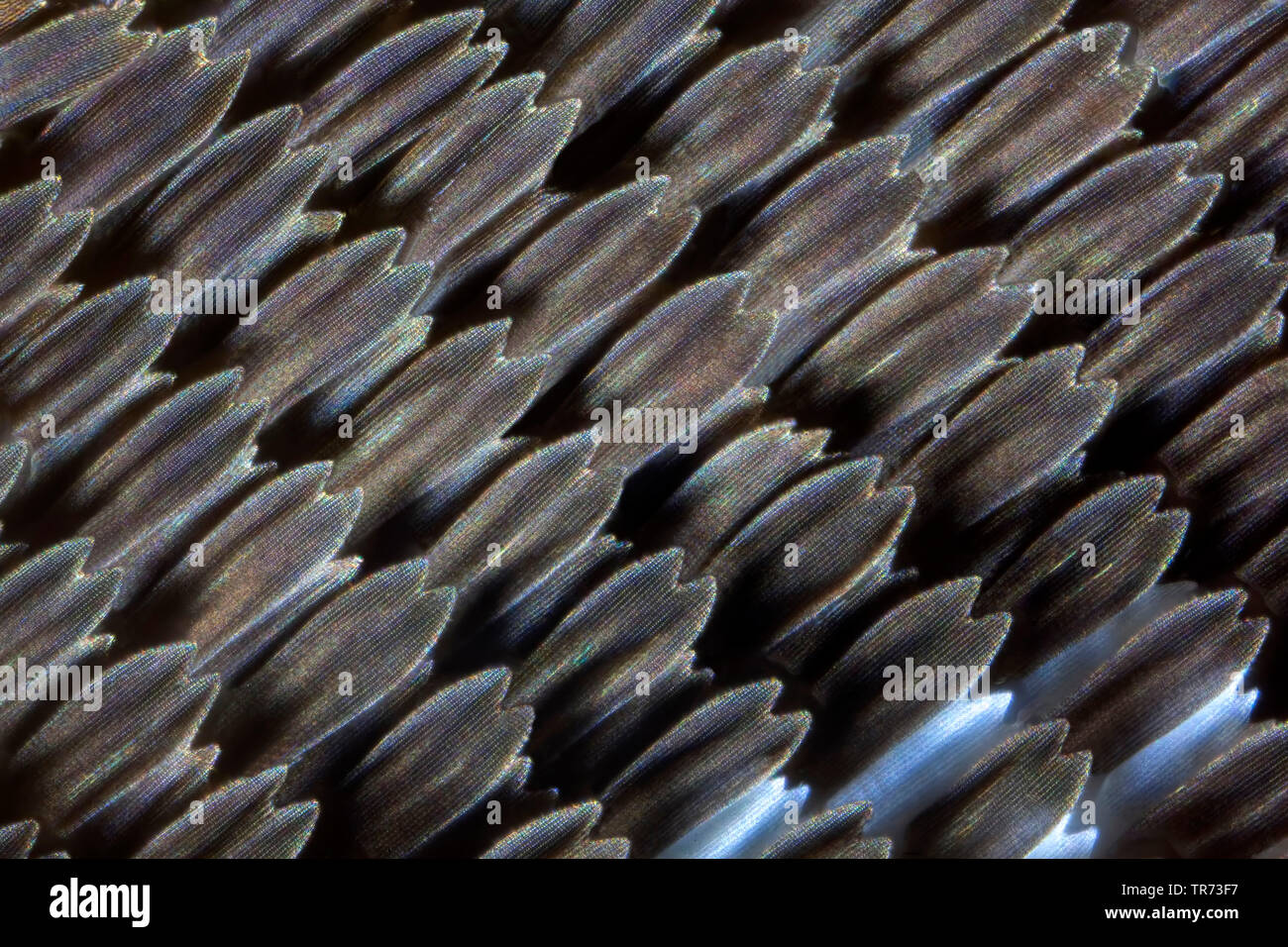 wing scales in darkfield Stock Photo - Alamy
