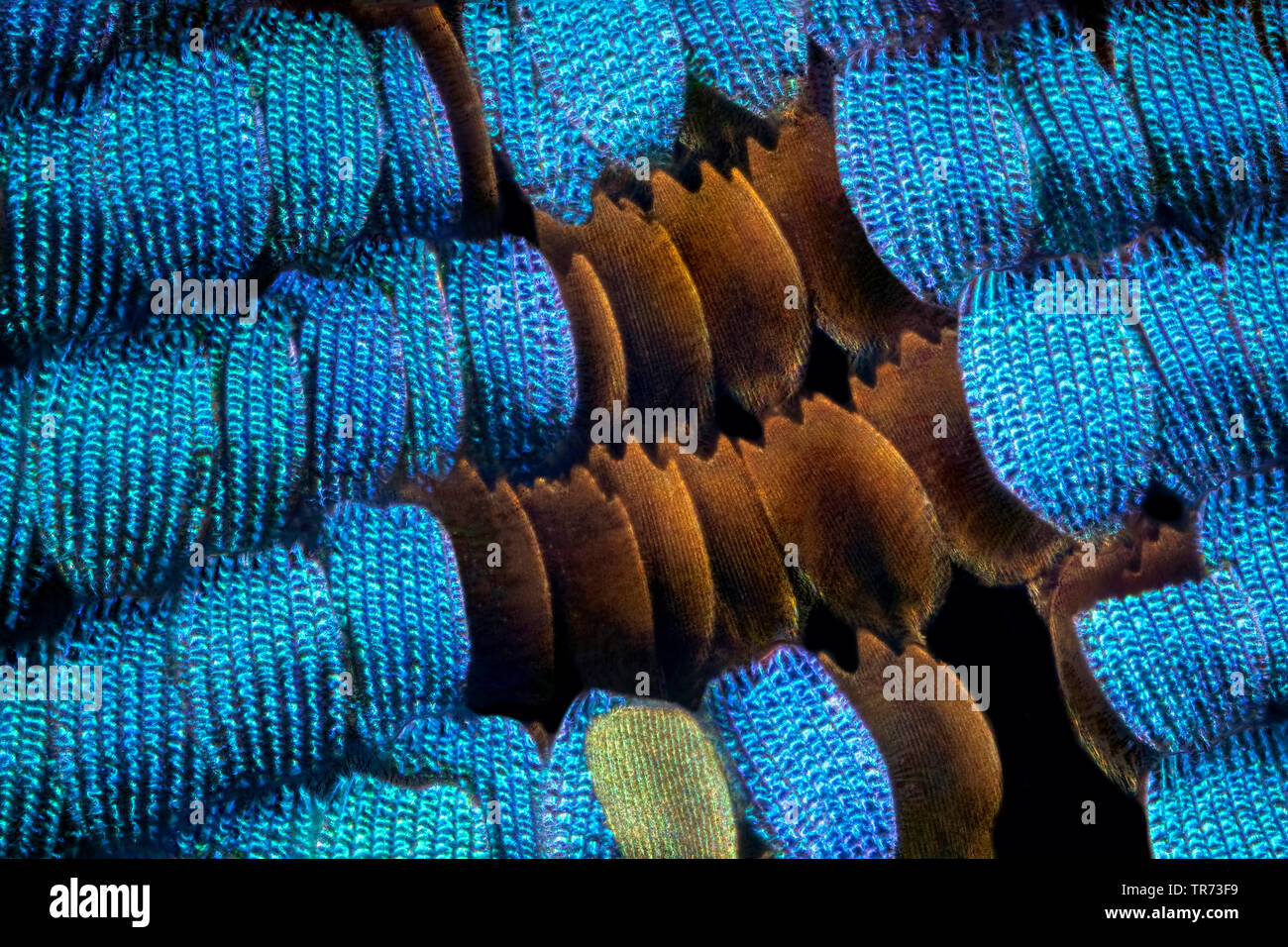 wing scales in darkfield Stock Photo - Alamy