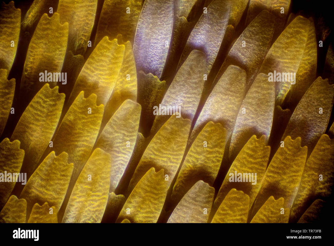 wing scales in darkfield Stock Photo - Alamy