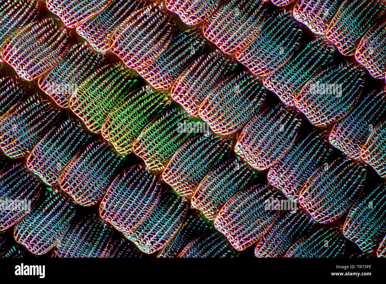 wing scales in darkfield Stock Photo - Alamy