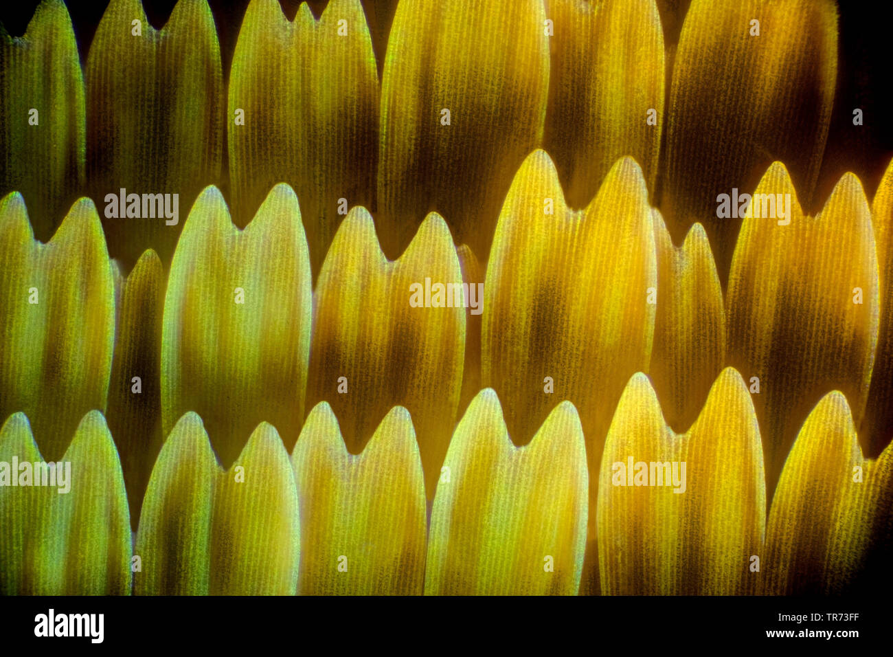 Scales insects hi-res stock photography and images - Alamy