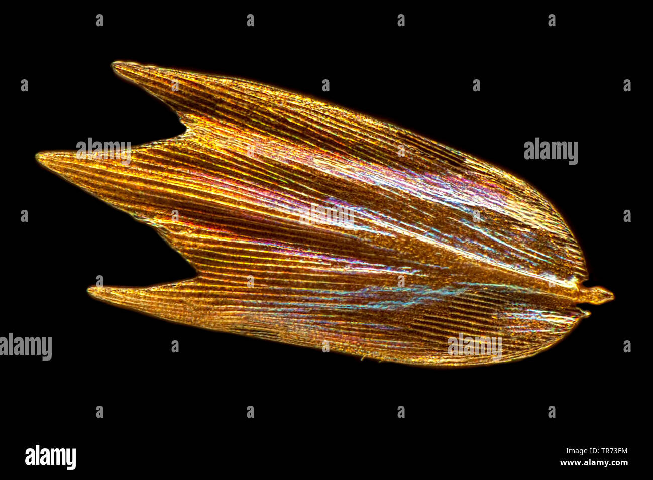 Orange scales hi-res stock photography and images - Alamy