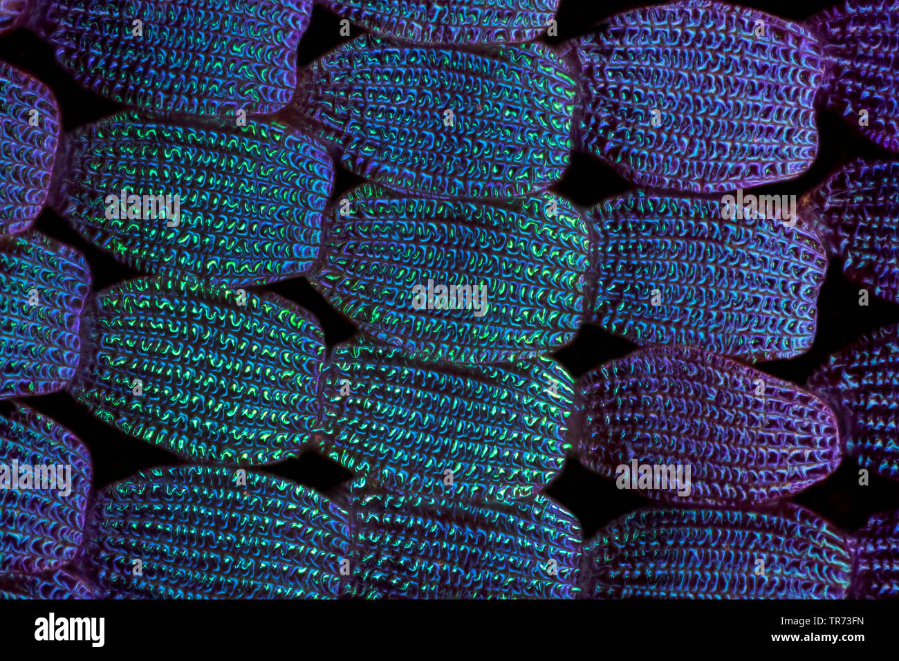 wing scales in darkfield Stock Photo - Alamy